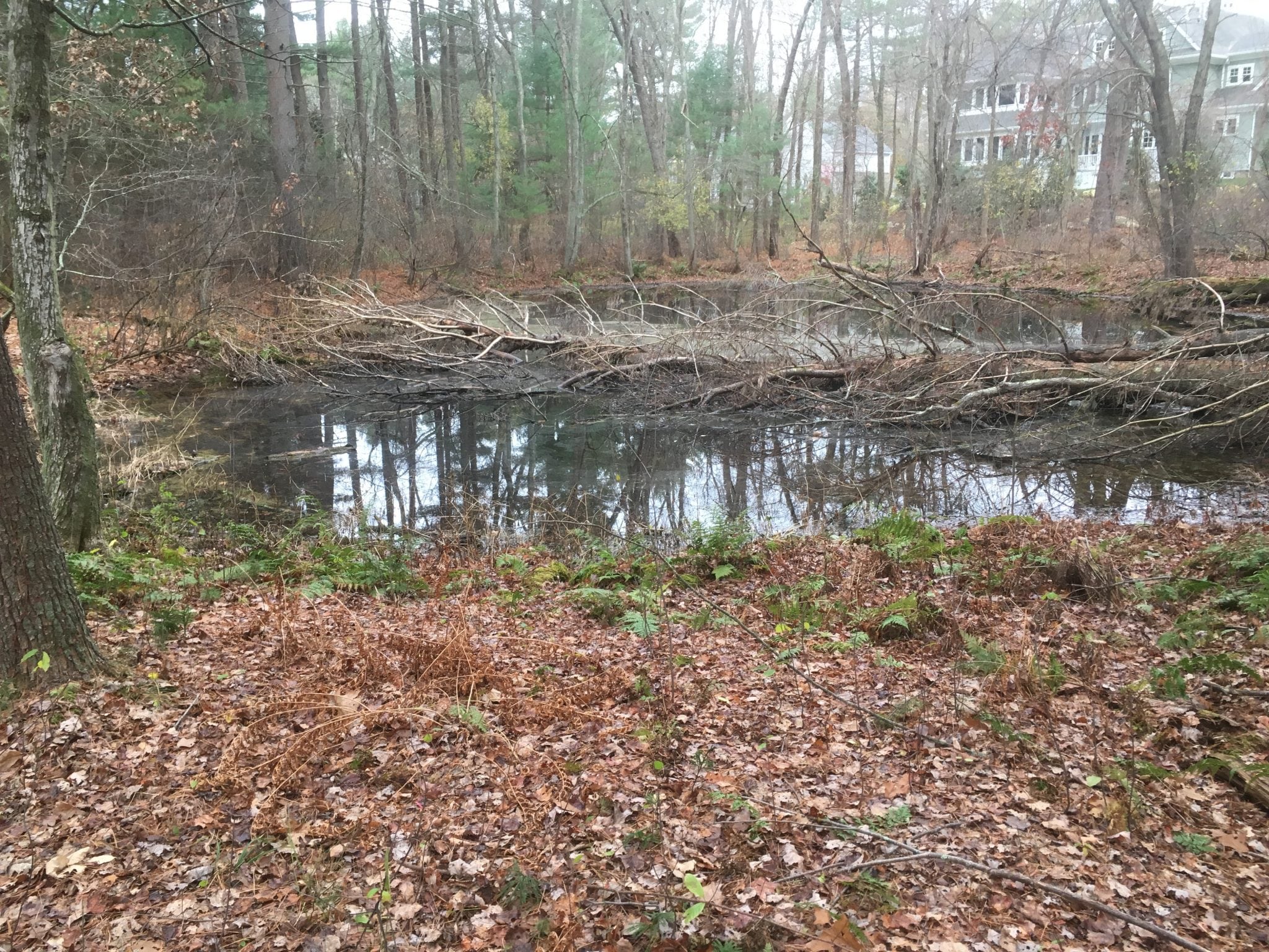 Wellesley Wetlands Protection Committee wants you - The Swellesley Report
