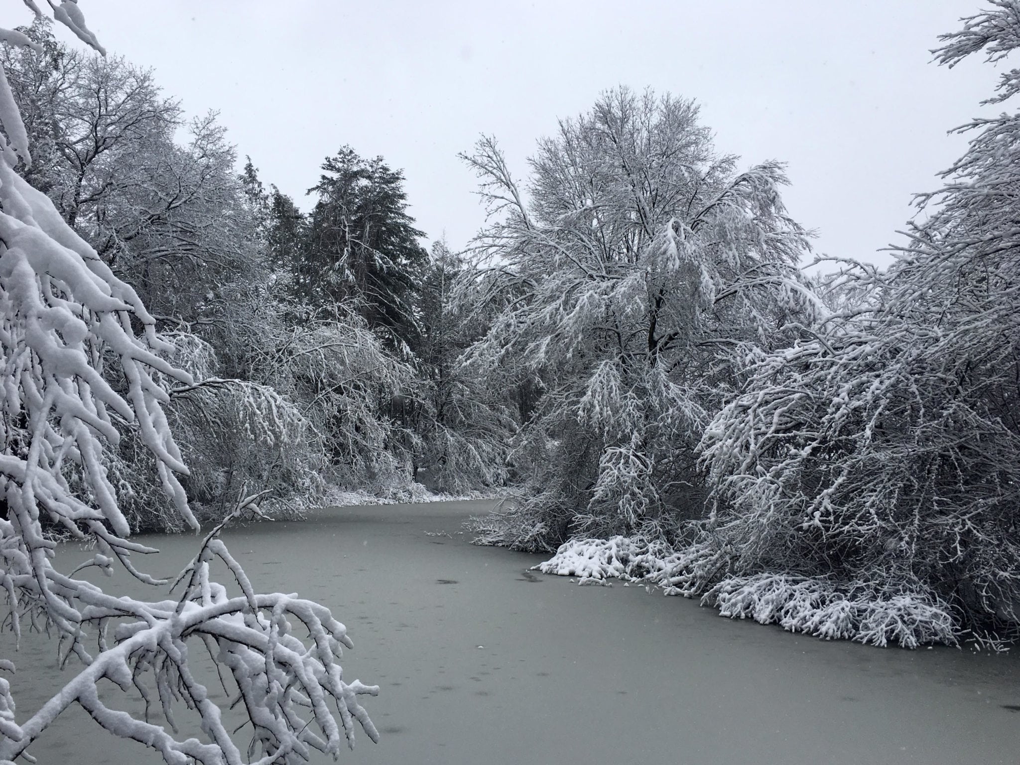 March is in like a lion on this Wellesley snow day - The Swellesley Report