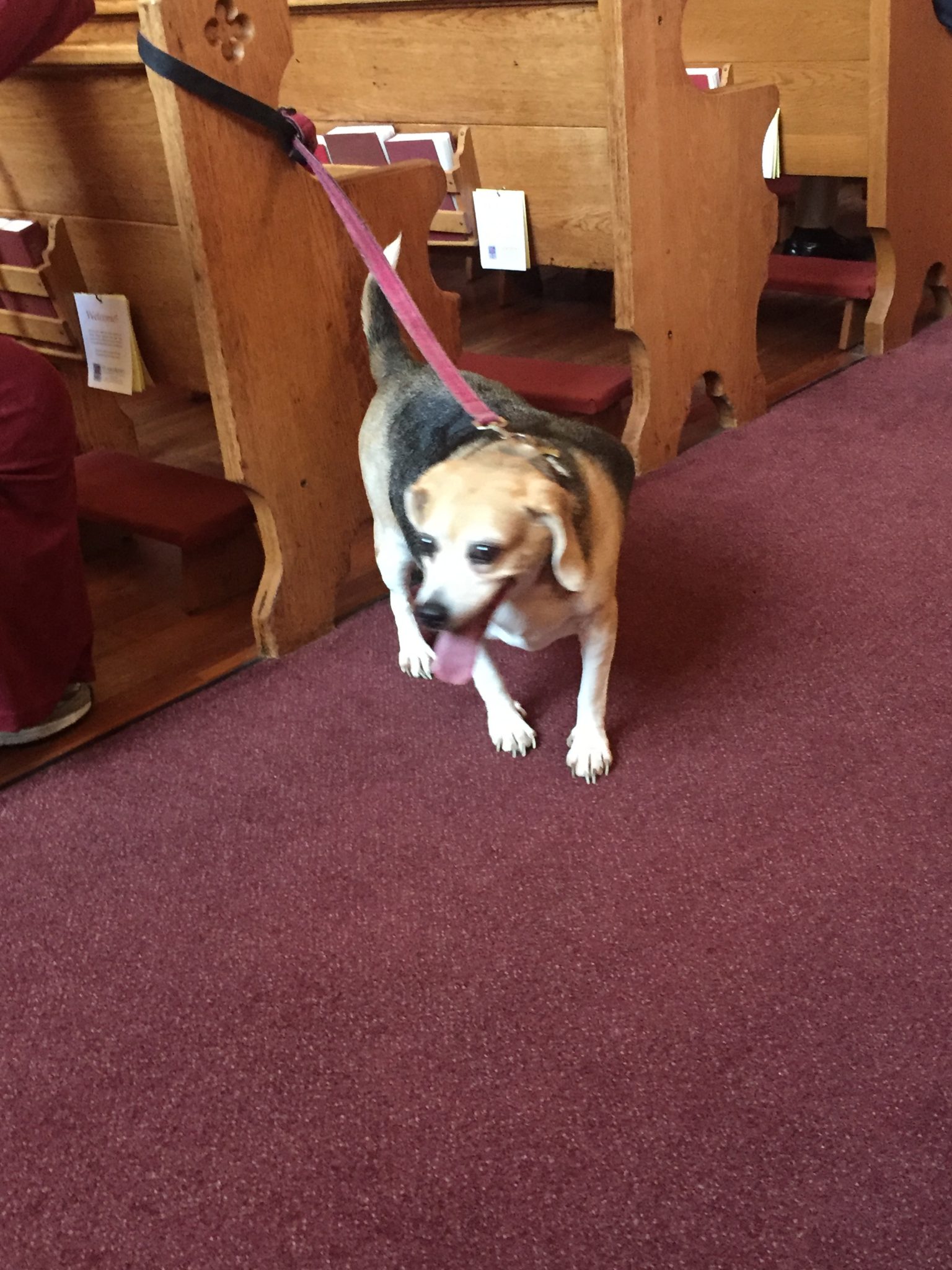 Pews & paws: Wellesley church gives dogs their day - The Swellesley Report