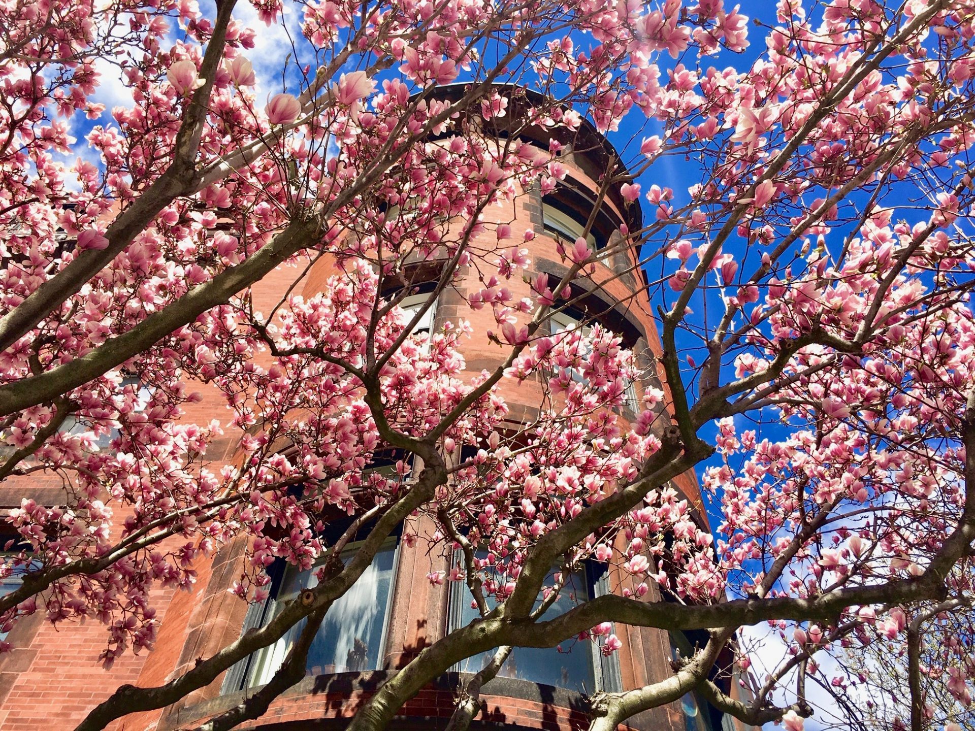 Beyond Wellesley: the magnolias are in full bloom in Boston's Back Bay ...