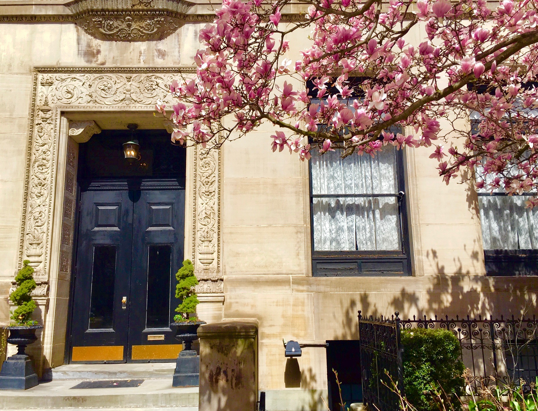 Beyond Wellesley: the magnolias are in full bloom in Boston's Back Bay ...