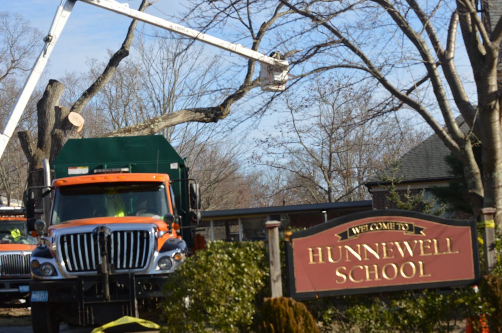 Down goes the Hunnewell school white oak tree - The Swellesley Report
