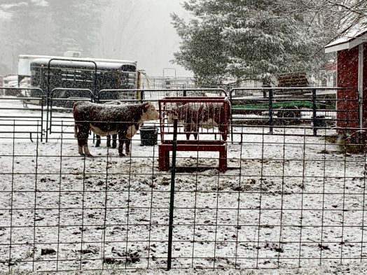 Wellesley & The Hunnewell Family - The Swellesley Report