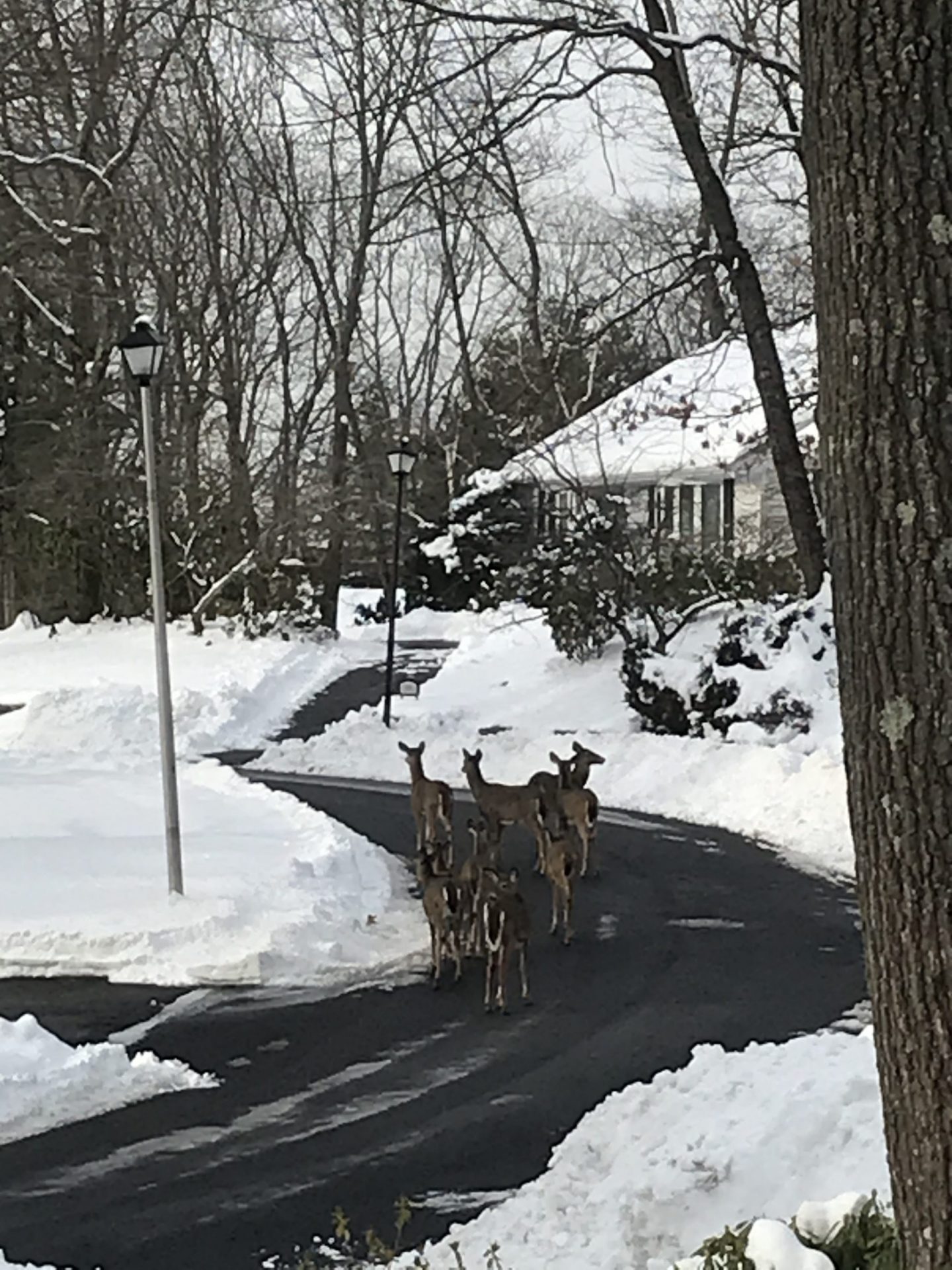 Deer parade in Wellesley - The Swellesley Report