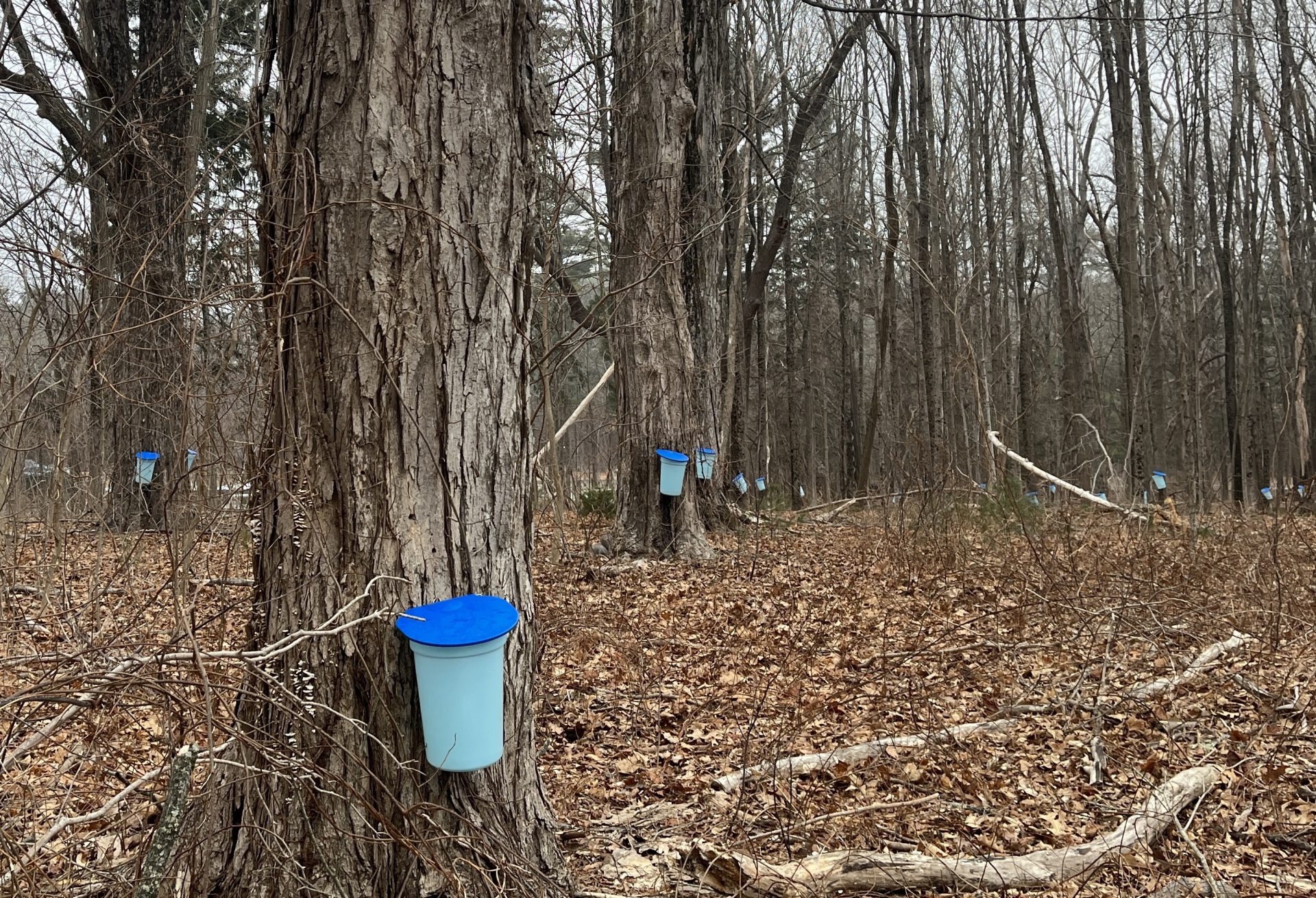 A new twist to annual sappy story about farm tapping trees to make ...